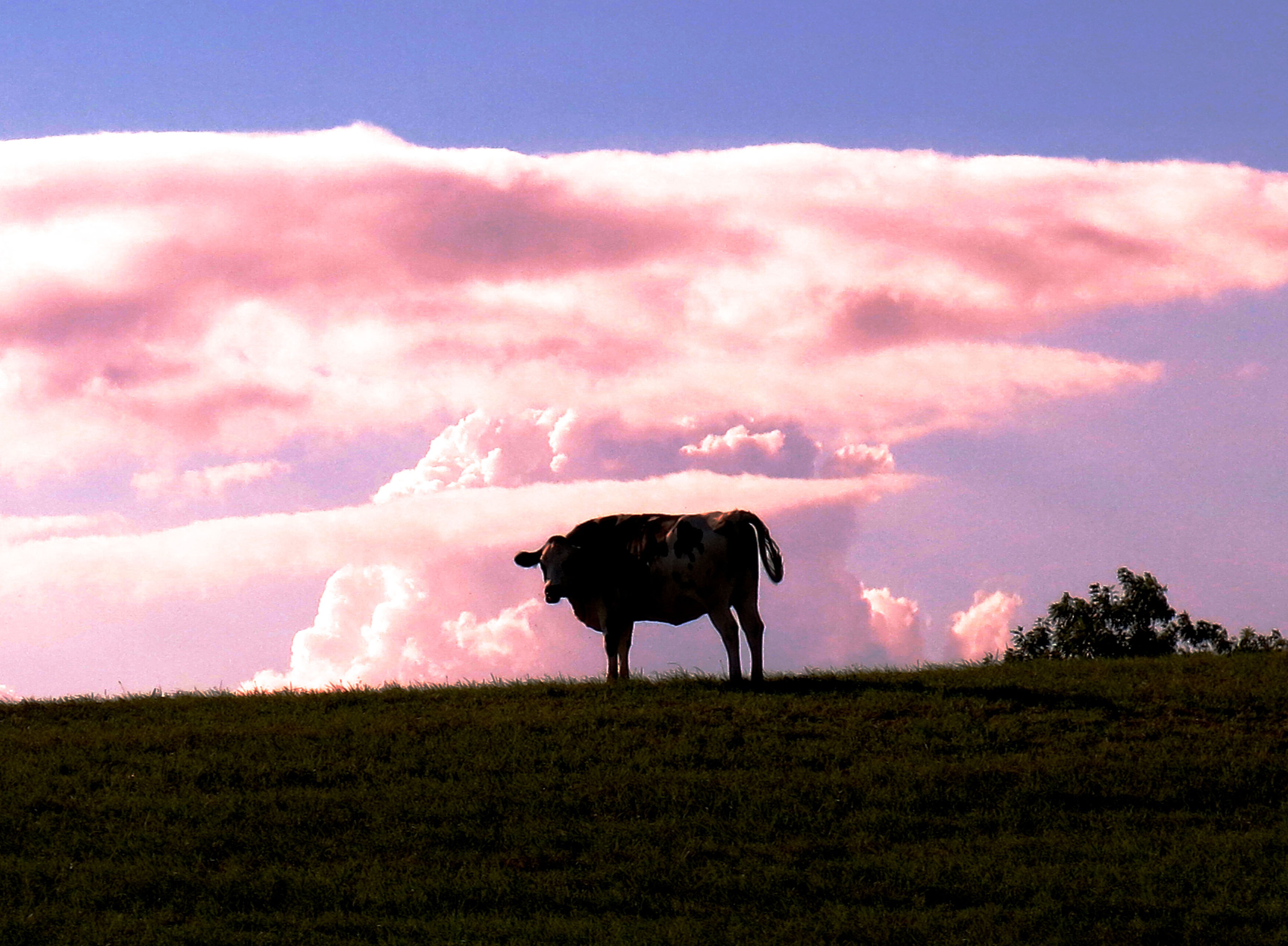 Hay man | Shutterbug